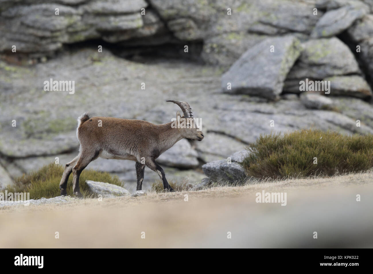 Iberian wild goat mating season Stock Photo - Alamy