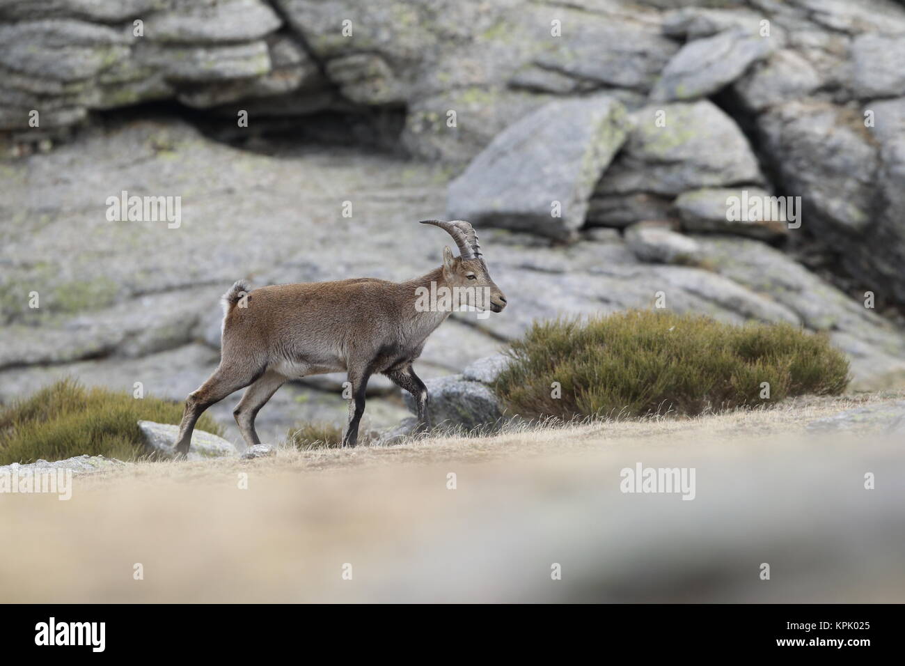 Iberian wild goat mating season Stock Photo - Alamy