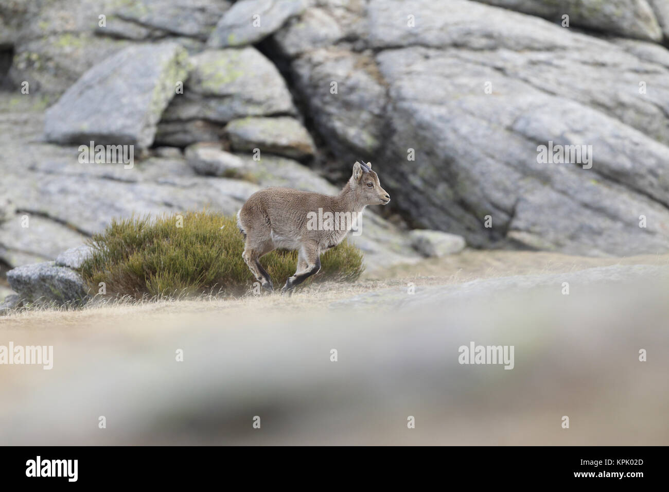 Iberian wild goat mating season Stock Photo - Alamy