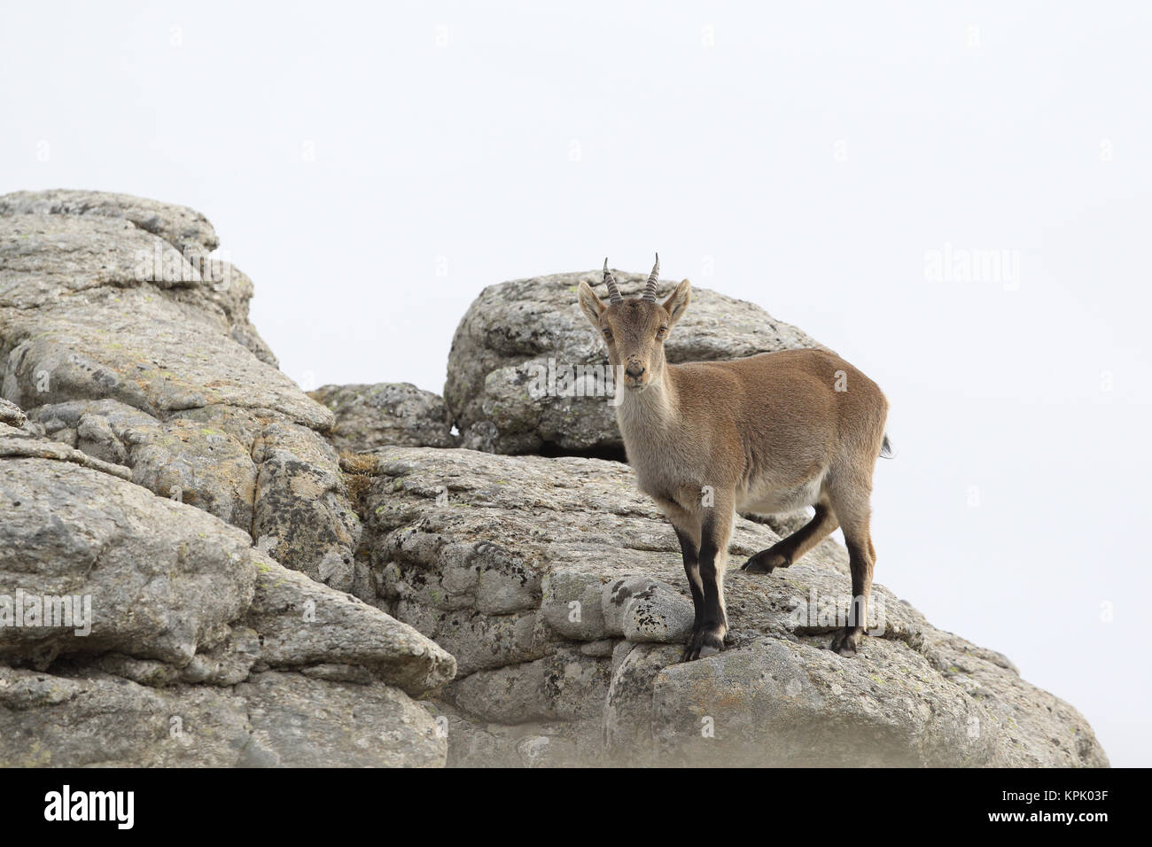 Iberian wild goat mating season Stock Photo - Alamy