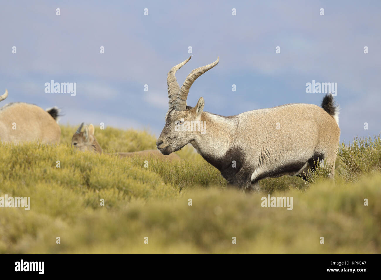 Iberian wild goat mating season Stock Photo - Alamy