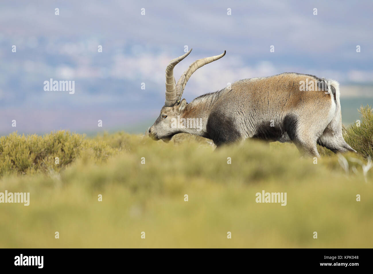 Iberian wild goat mating season Stock Photo - Alamy