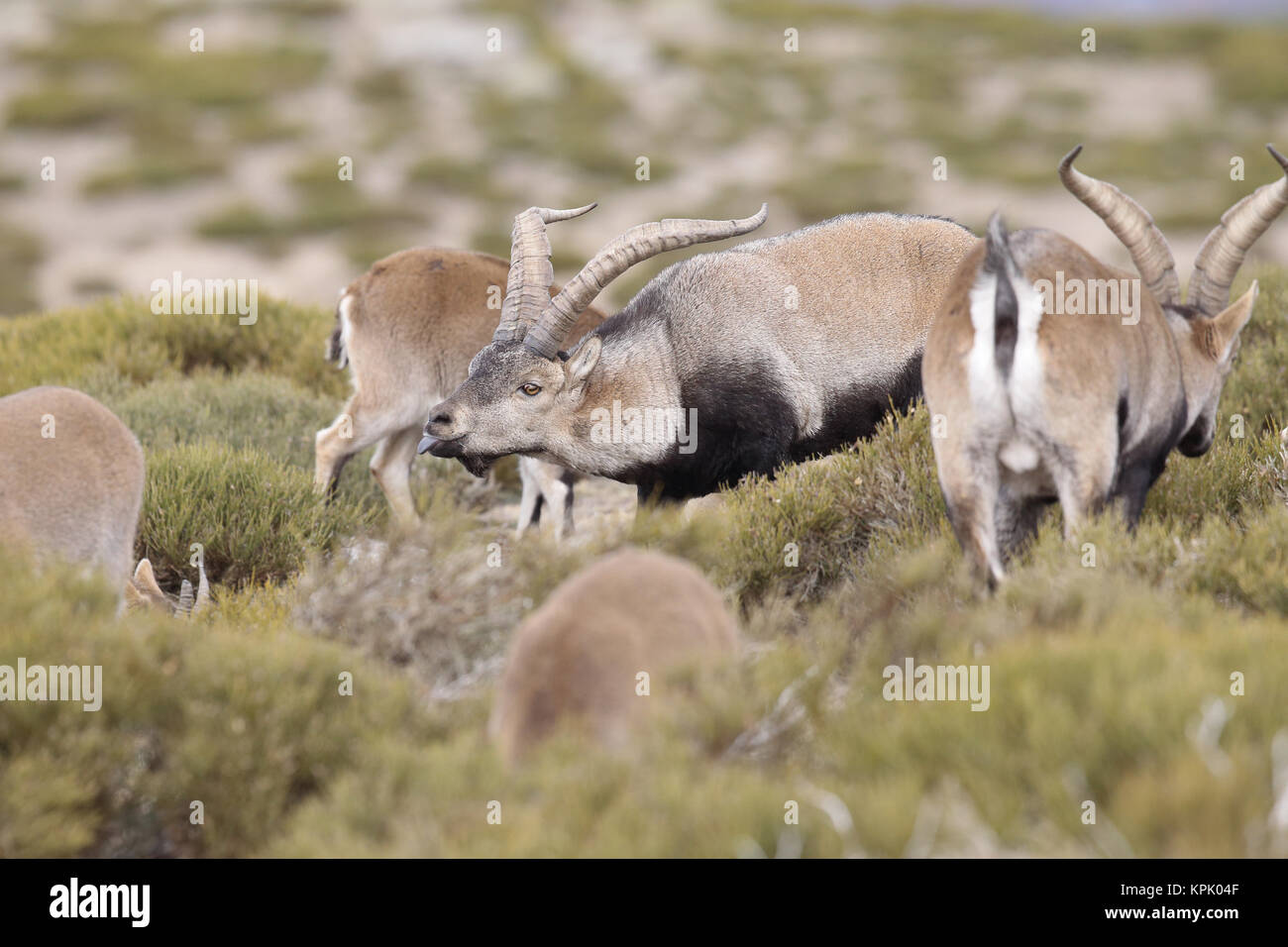 Iberian wild goat mating season Stock Photo - Alamy