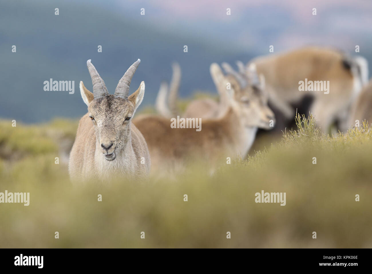 Iberian wild goat mating season Stock Photo - Alamy