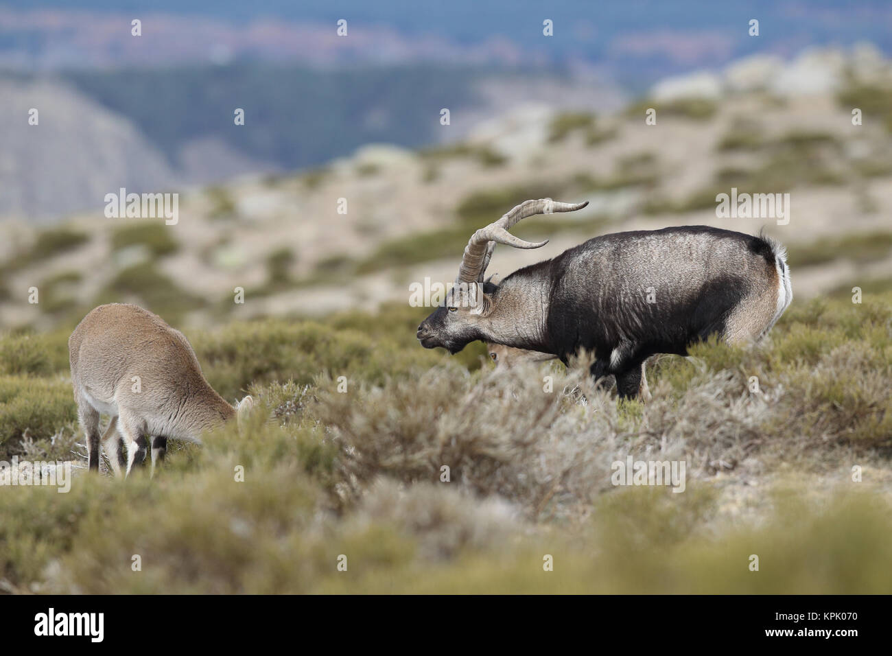Iberian wild goat mating season Stock Photo - Alamy