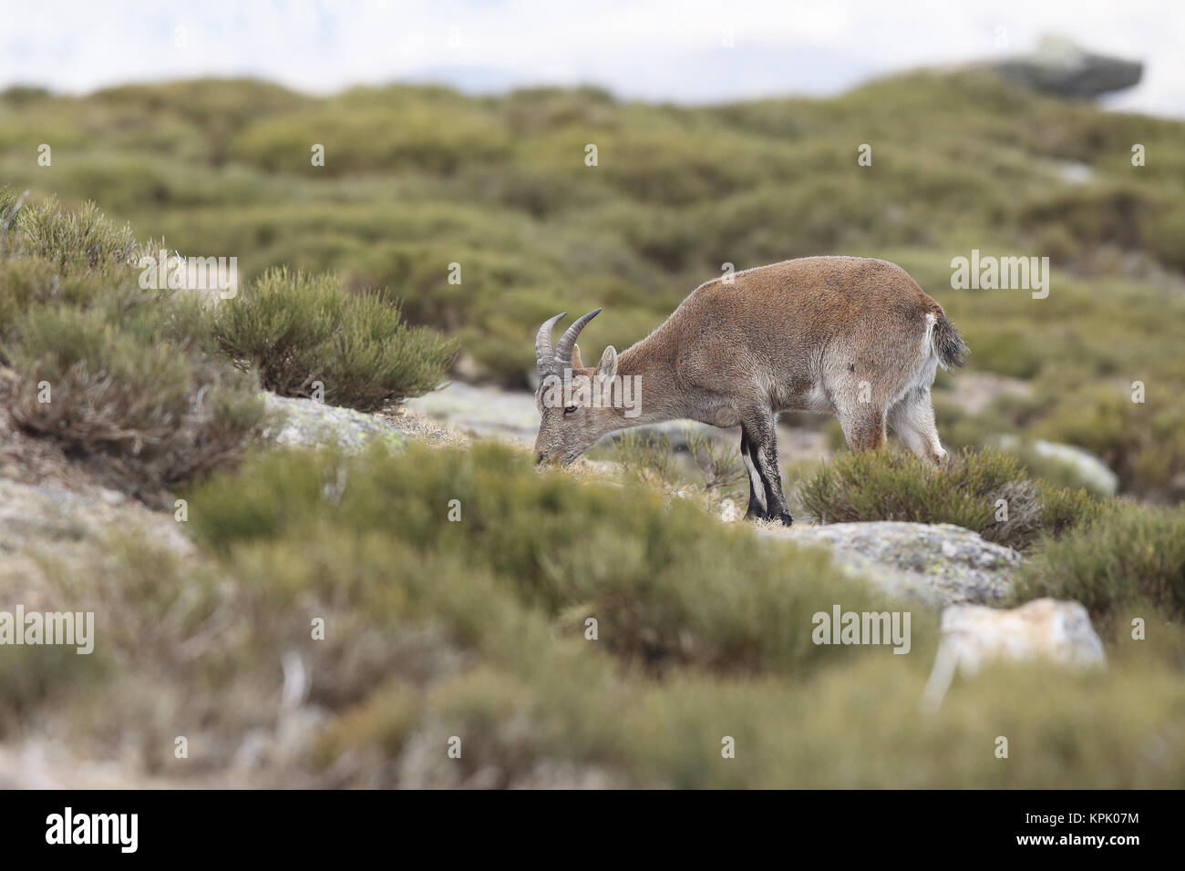 Iberian wild goat mating season Stock Photo - Alamy