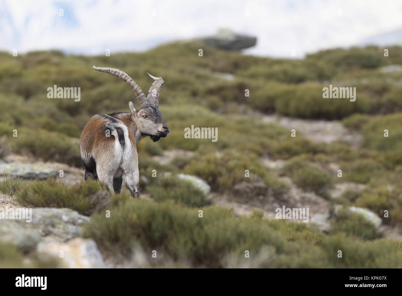 Iberian wild goat mating season Stock Photo - Alamy
