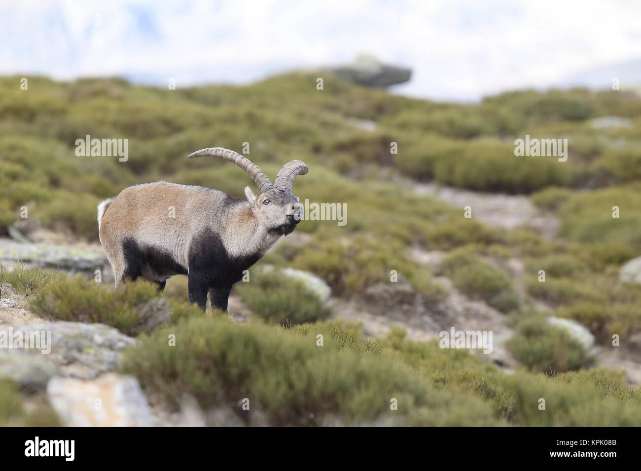 Iberian wild goat mating season Stock Photo - Alamy