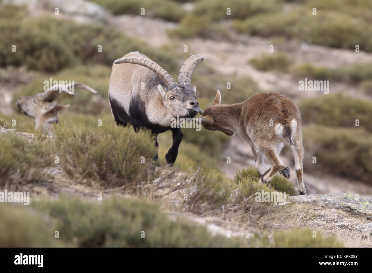Iberian wild goat mating season Stock Photo - Alamy