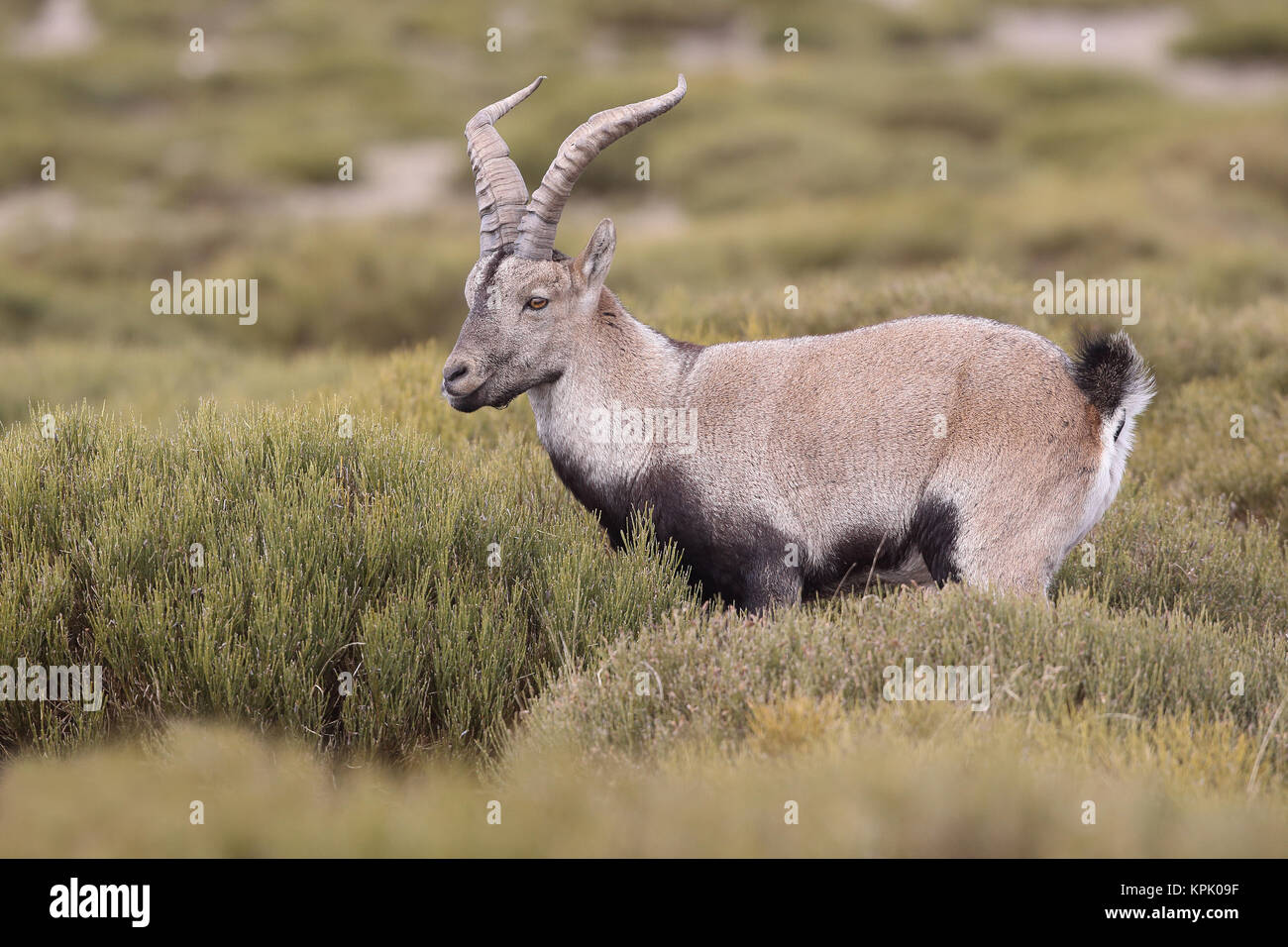 Iberian wild goat mating season Stock Photo - Alamy