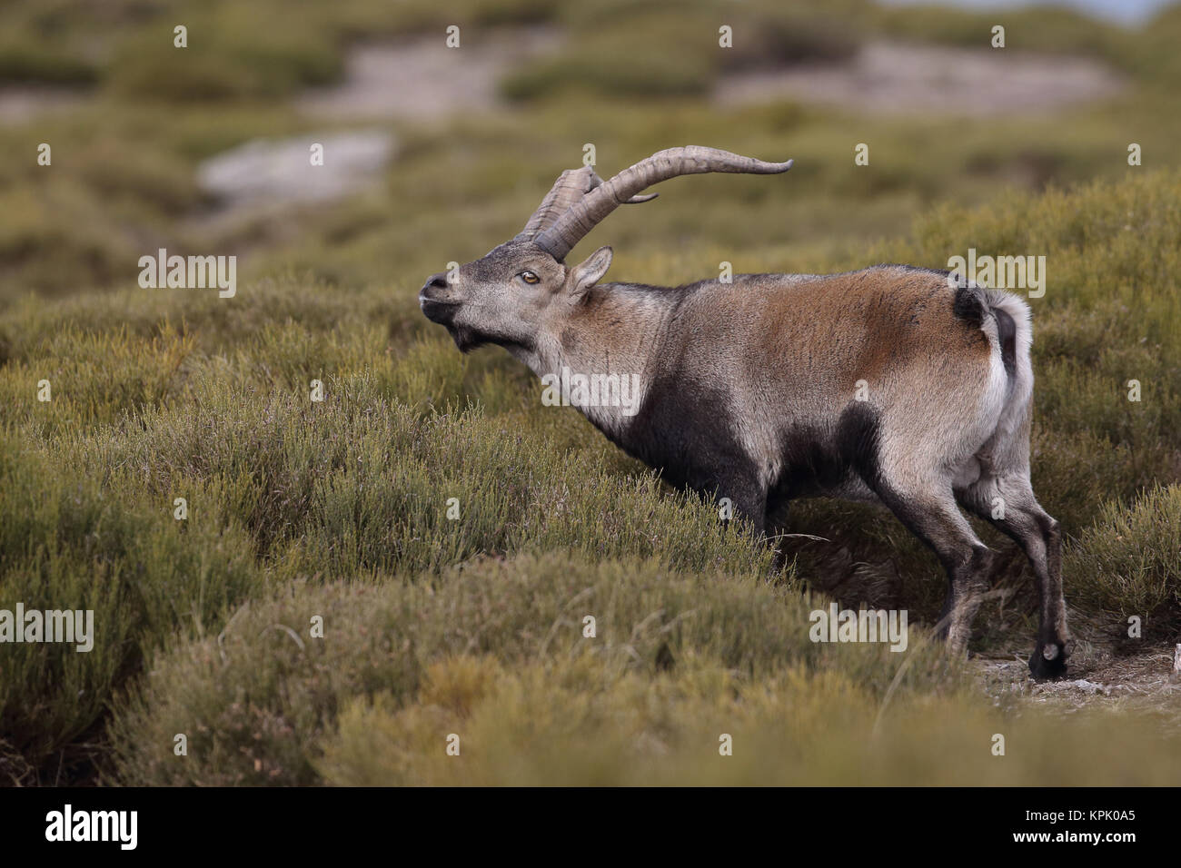 Iberian wild goat mating season Stock Photo - Alamy