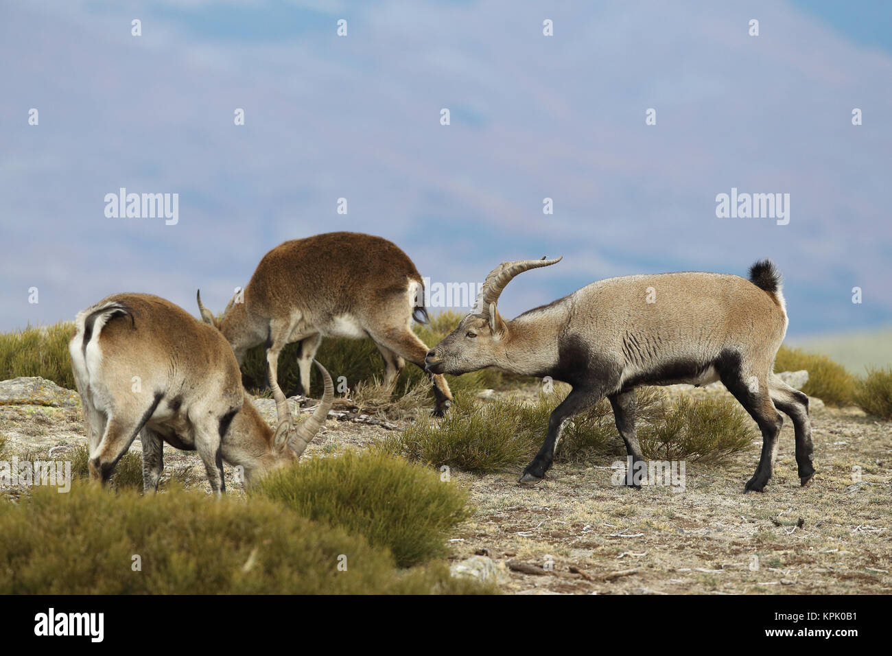 Iberian wild goat mating season Stock Photo - Alamy
