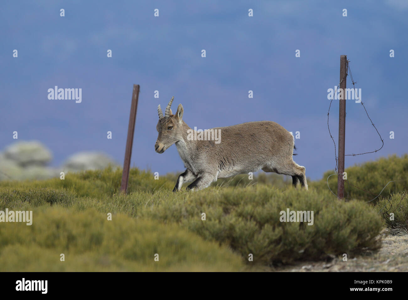 Iberian wild goat mating season Stock Photo - Alamy
