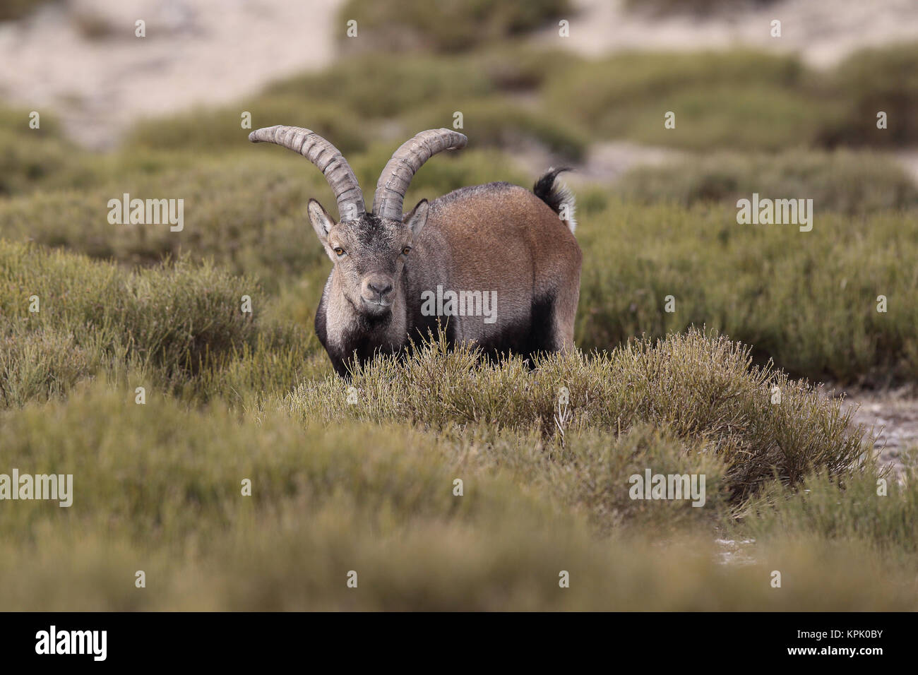 Iberian wild goat mating season Stock Photo - Alamy