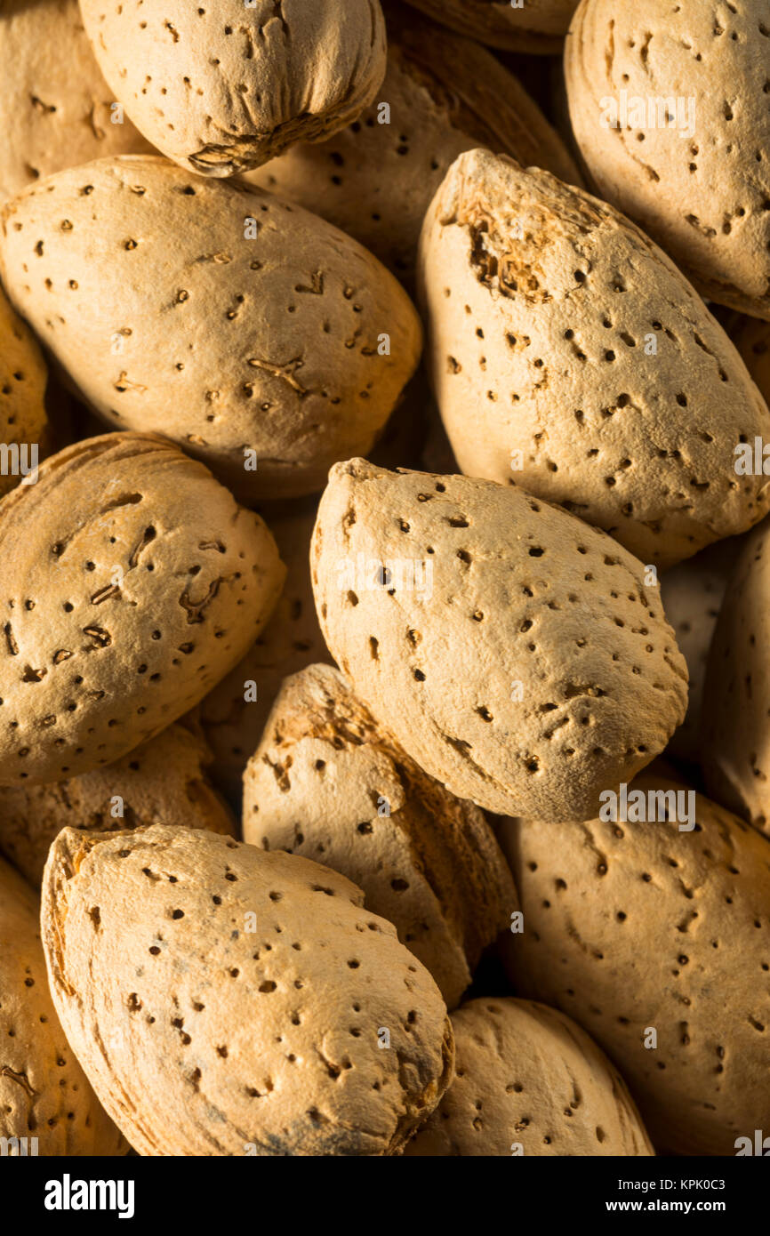 Raw Brown Organic Shelled Almonds Ready to Crack Stock Photo - Alamy