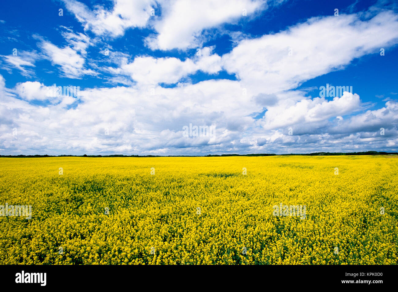 FIELD OF YELLOW FLOWERING CANOLA Stock Photo - Alamy