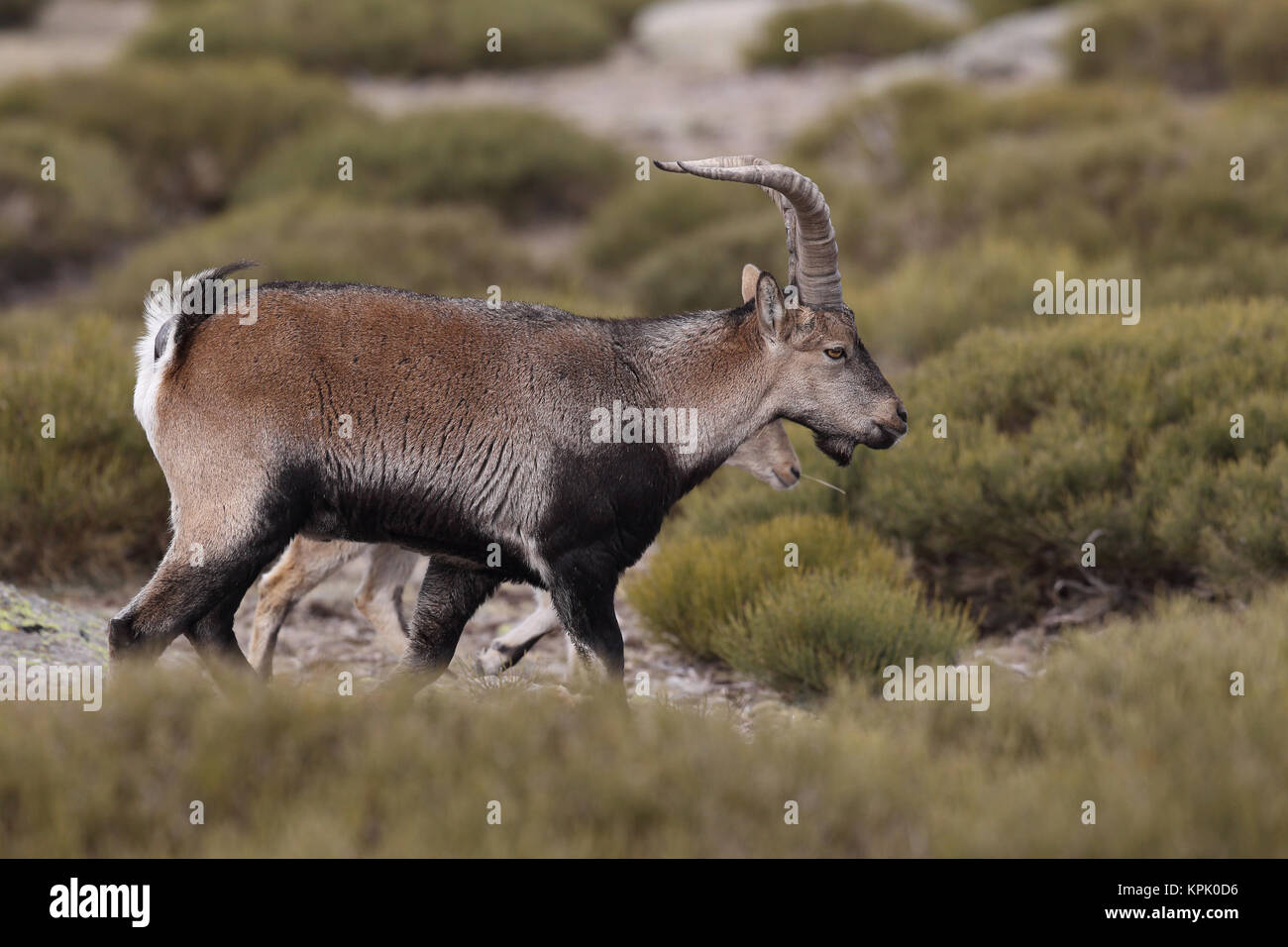 Iberian wild goat mating season Stock Photo - Alamy