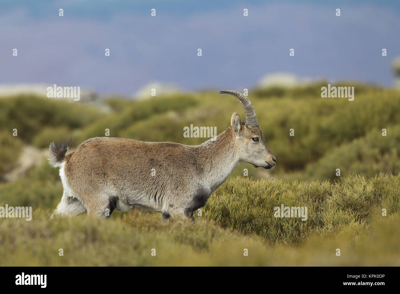 Iberian wild goat mating season Stock Photo - Alamy