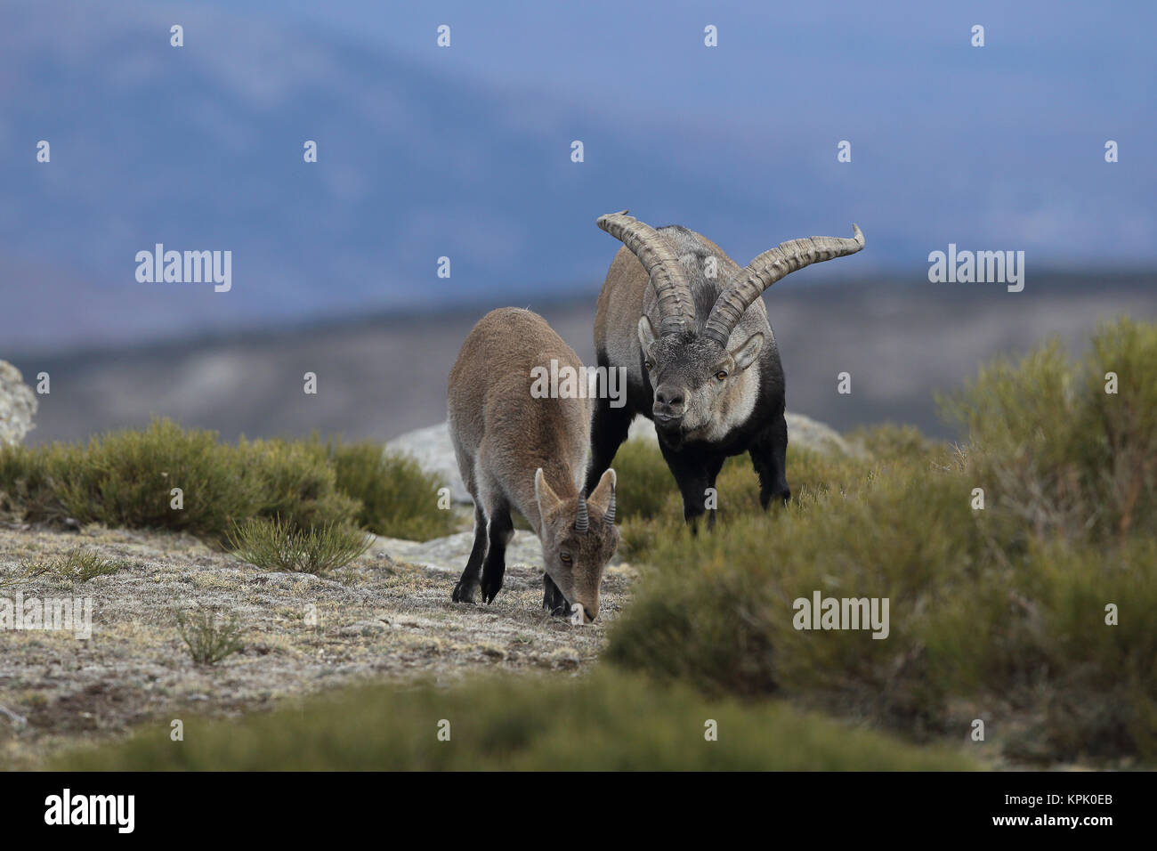 Iberian wild goat mating season Stock Photo - Alamy