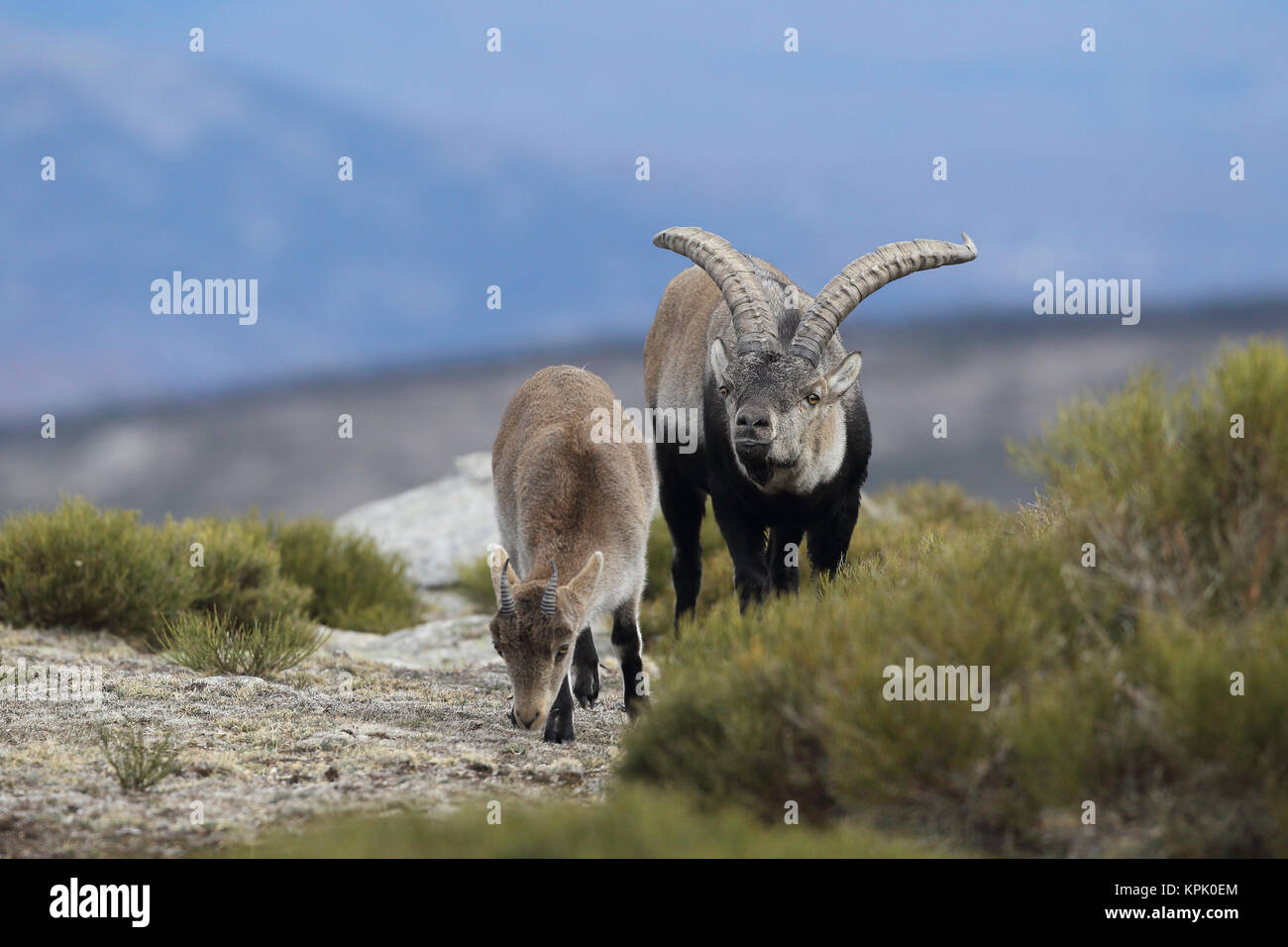 Iberian wild goat mating season Stock Photo - Alamy