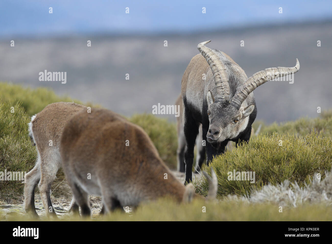 Iberian wild goat mating season Stock Photo - Alamy