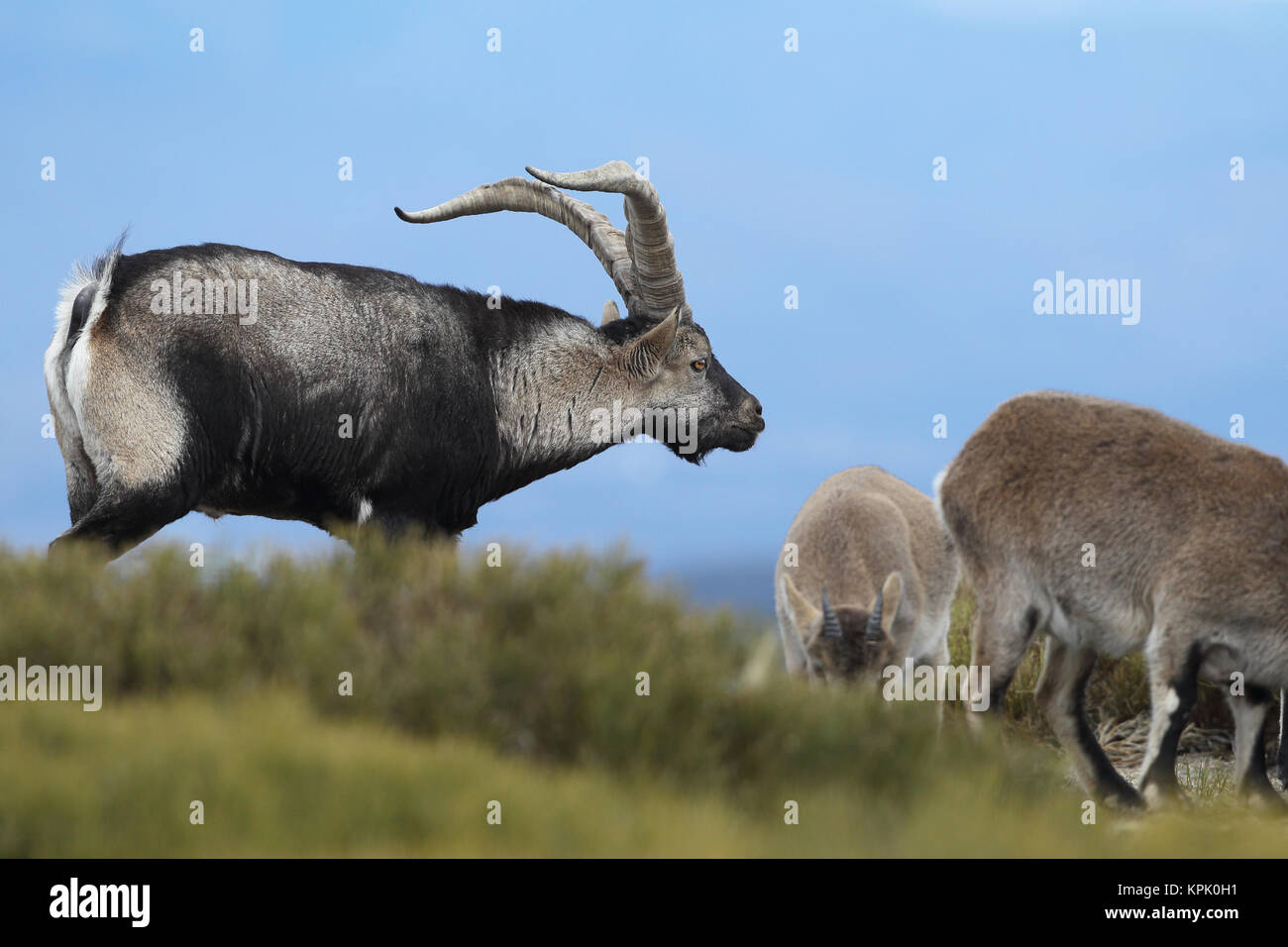 Iberian wild goat mating season Stock Photo - Alamy