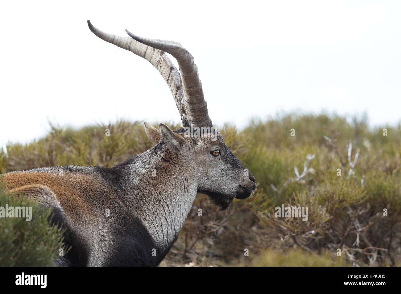Iberian wild goat mating season Stock Photo - Alamy