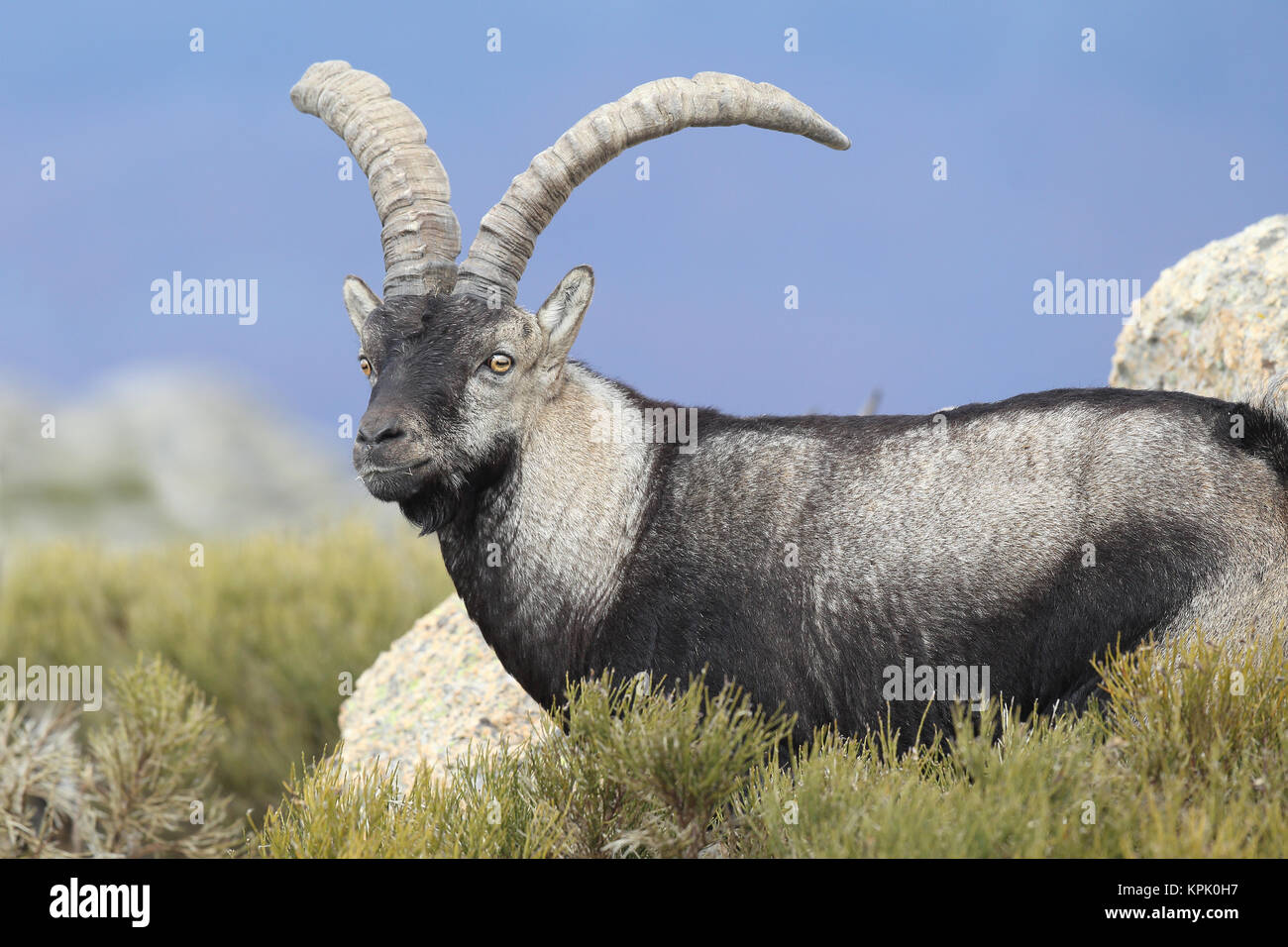 Iberian wild goat mating season Stock Photo - Alamy