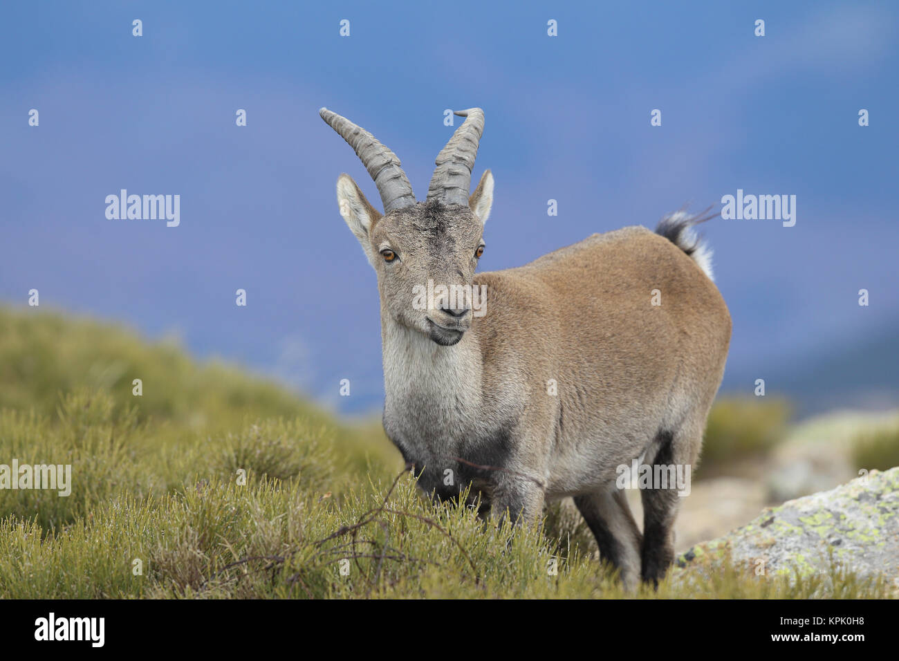 Iberian wild goat mating season Stock Photo - Alamy