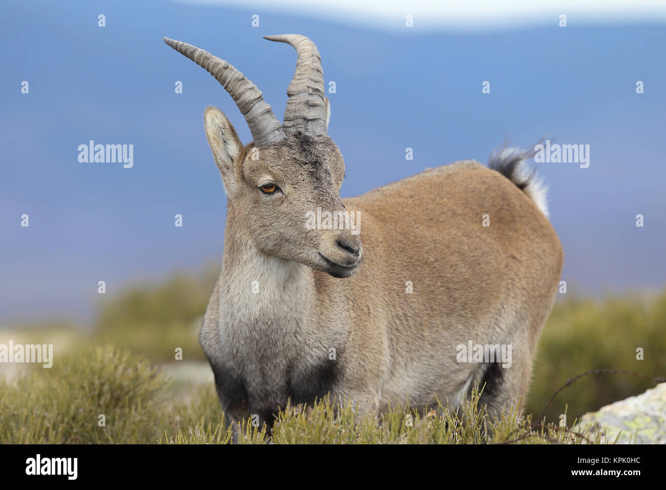 Iberian wild goat mating season Stock Photo - Alamy