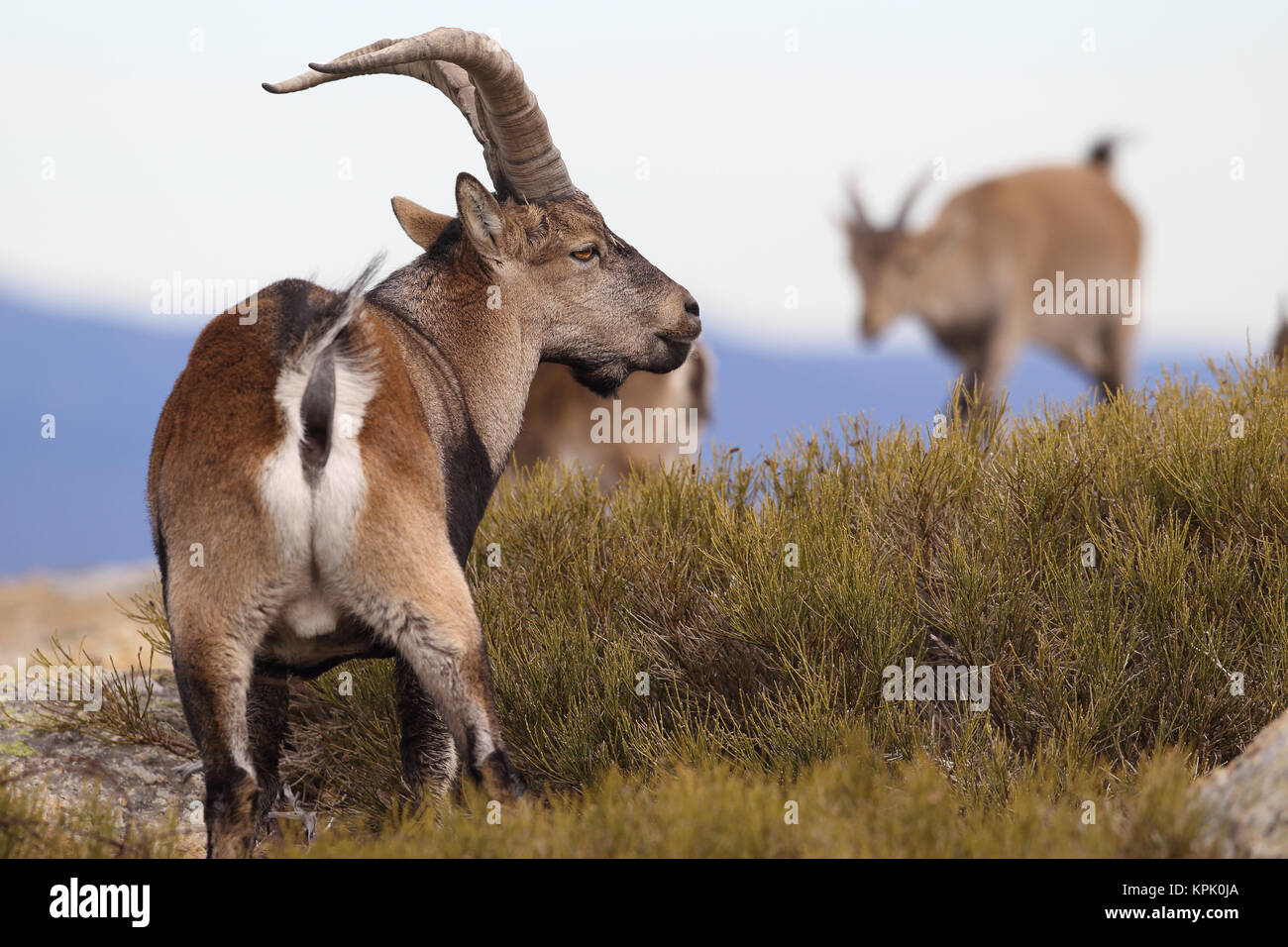 Iberian wild goat mating season Stock Photo - Alamy