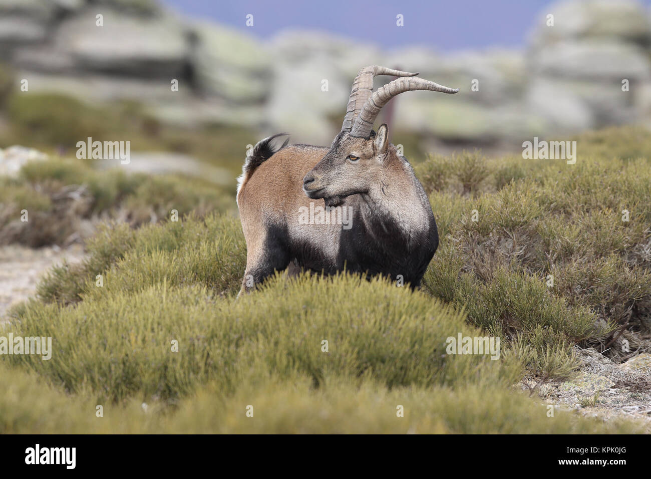 Iberian wild goat mating season Stock Photo - Alamy