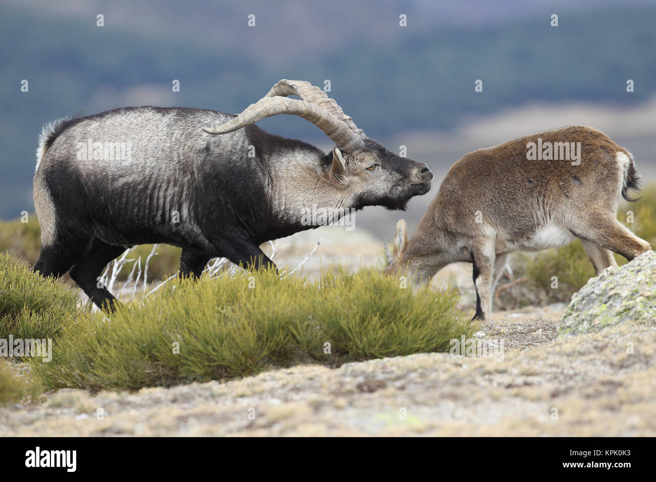 Iberian wild goat mating season Stock Photo - Alamy