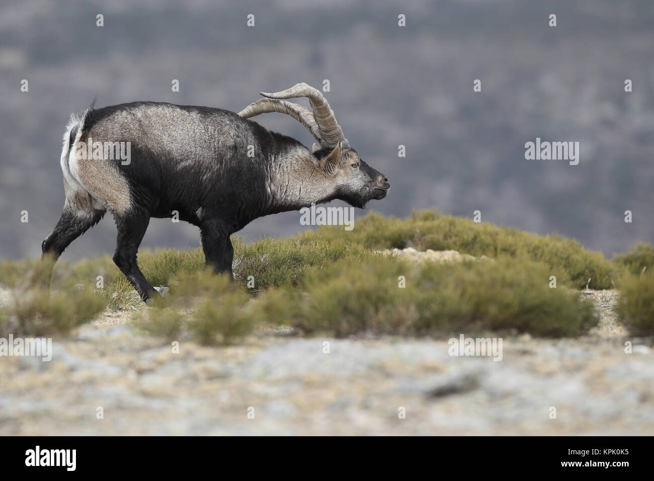 Iberian wild goat mating season Stock Photo - Alamy