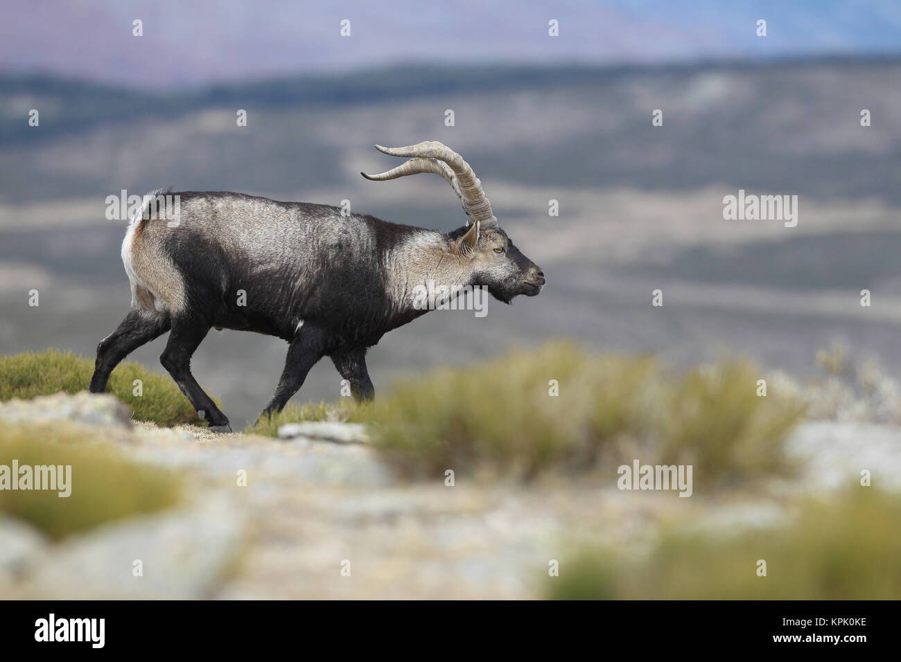 Iberian wild goat mating season Stock Photo - Alamy