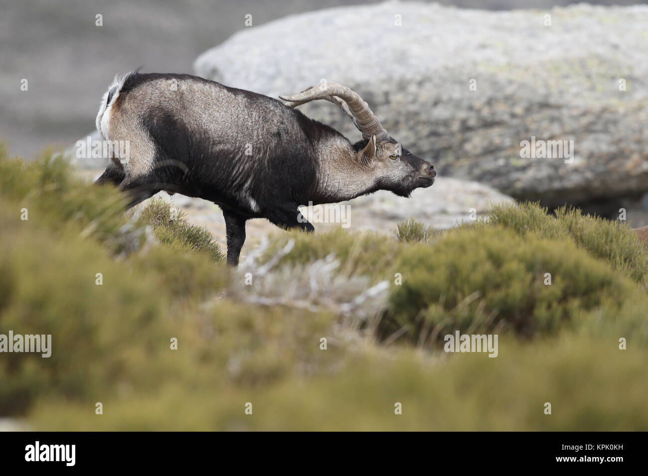 Iberian wild goat mating season Stock Photo - Alamy