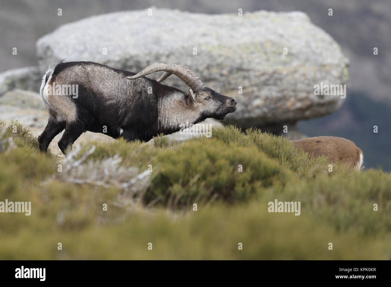 Iberian wild goat mating season Stock Photo - Alamy