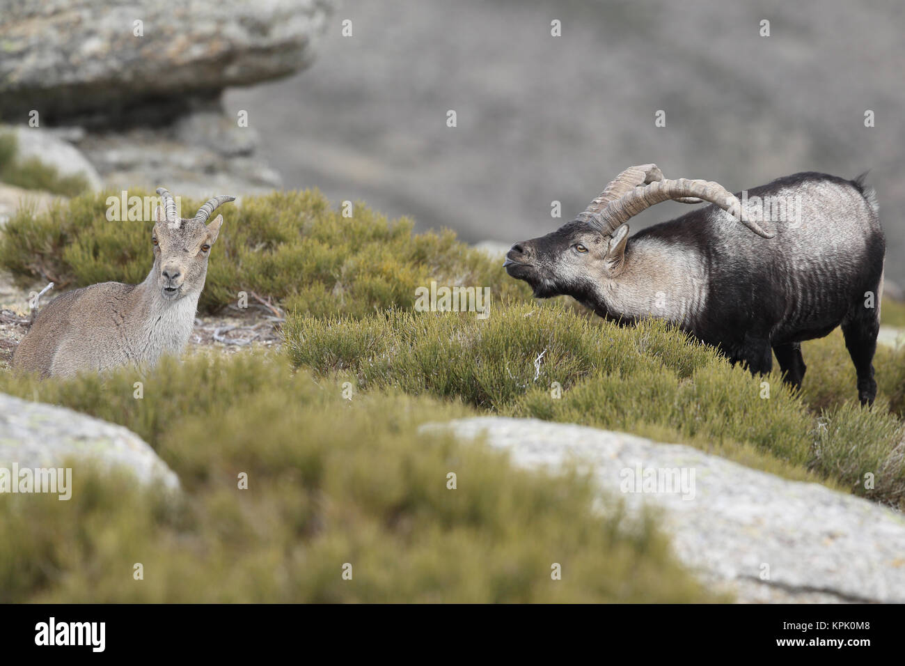 Iberian wild goat mating season Stock Photo - Alamy