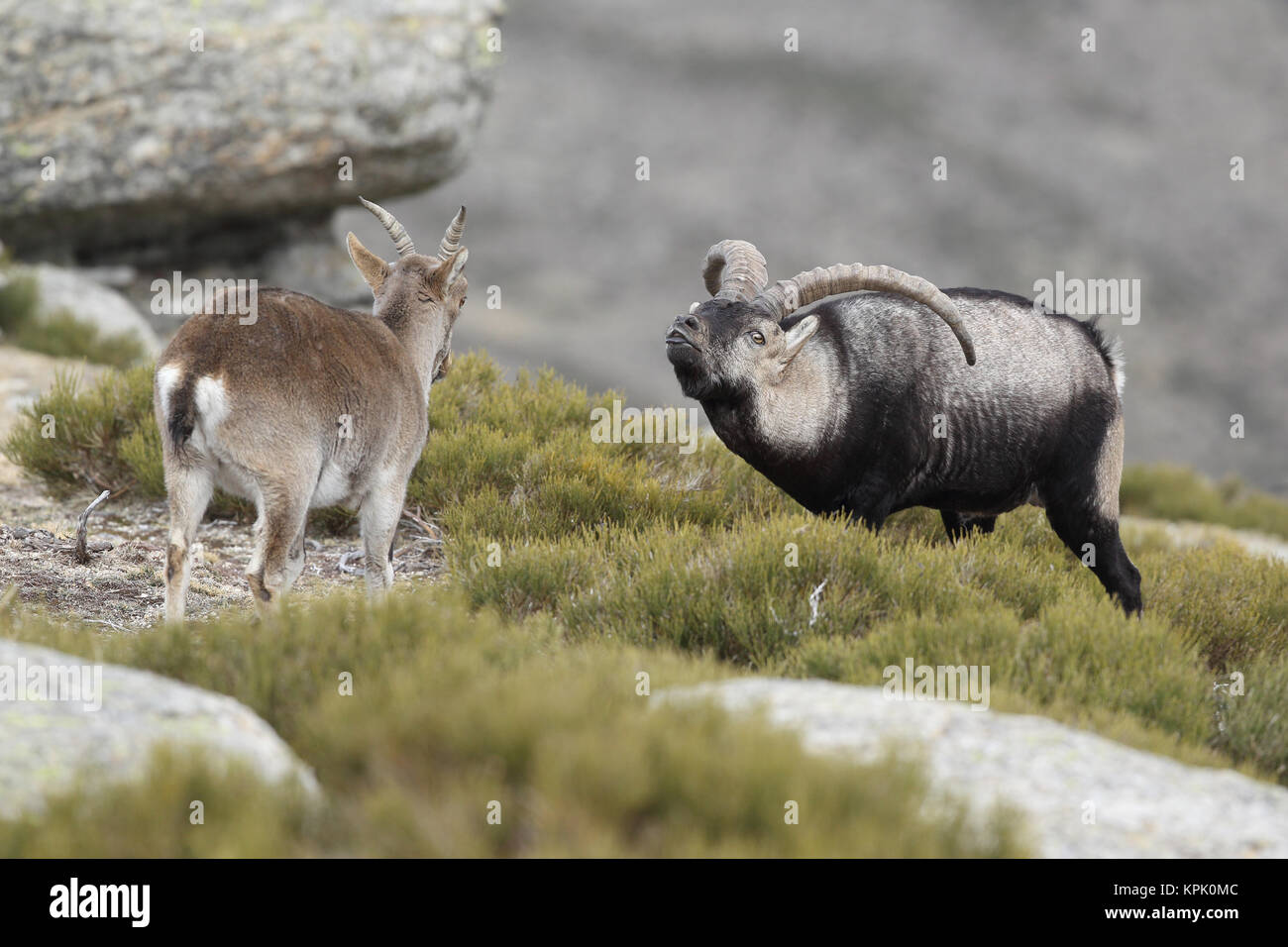 Iberian wild goat mating season Stock Photo - Alamy