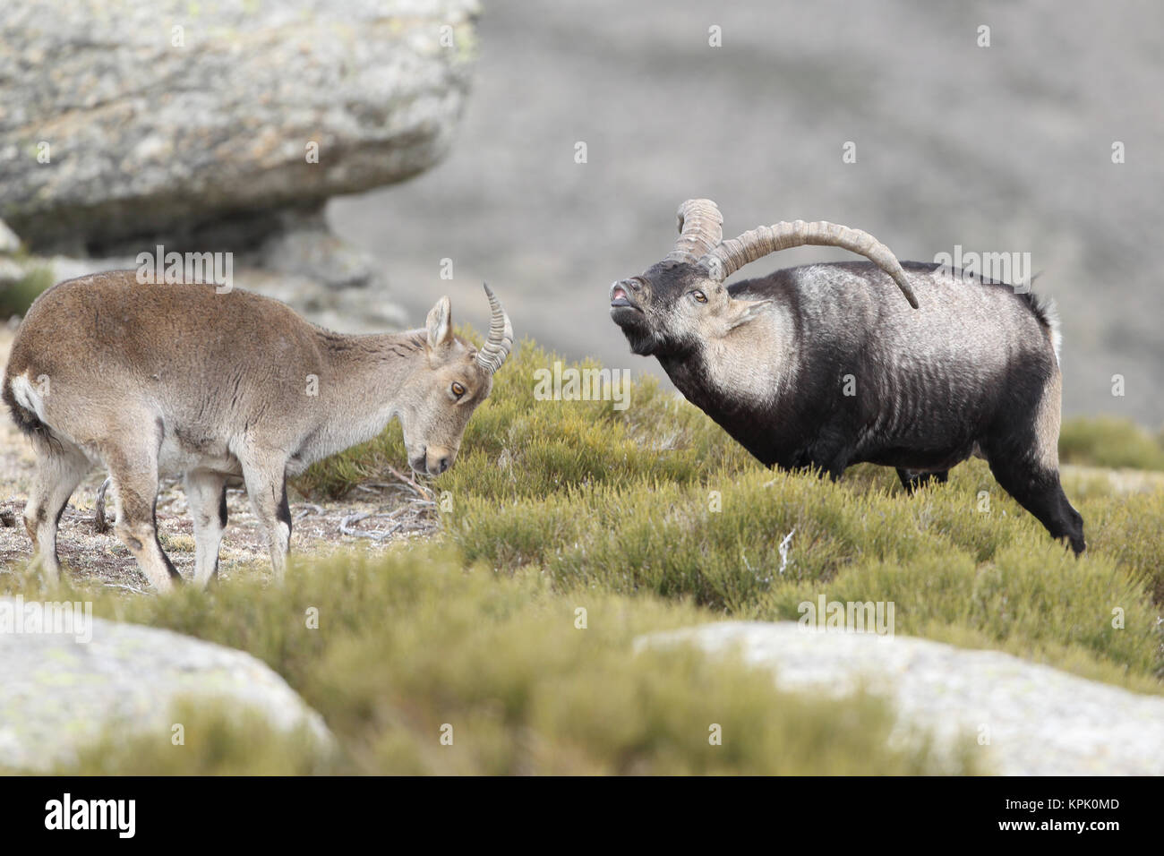 Iberian wild goat mating season Stock Photo - Alamy