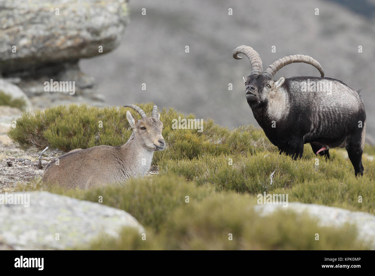 Sheep mating hi-res stock photography and images - Alamy