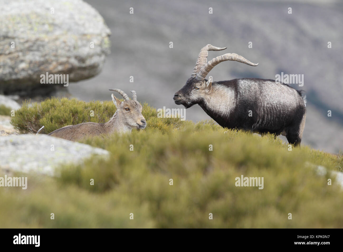 Iberian wild goat mating season Stock Photo - Alamy