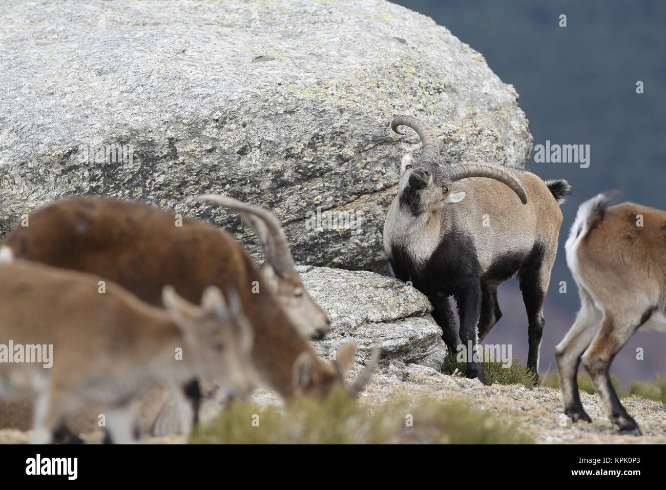 Iberian wild goat mating season Stock Photo - Alamy