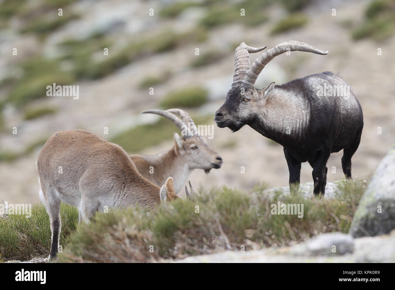 Iberian wild goat mating season Stock Photo - Alamy