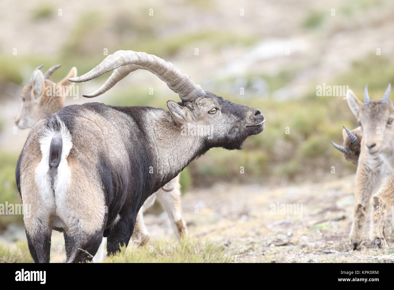 Iberian wild goat mating season Stock Photo - Alamy