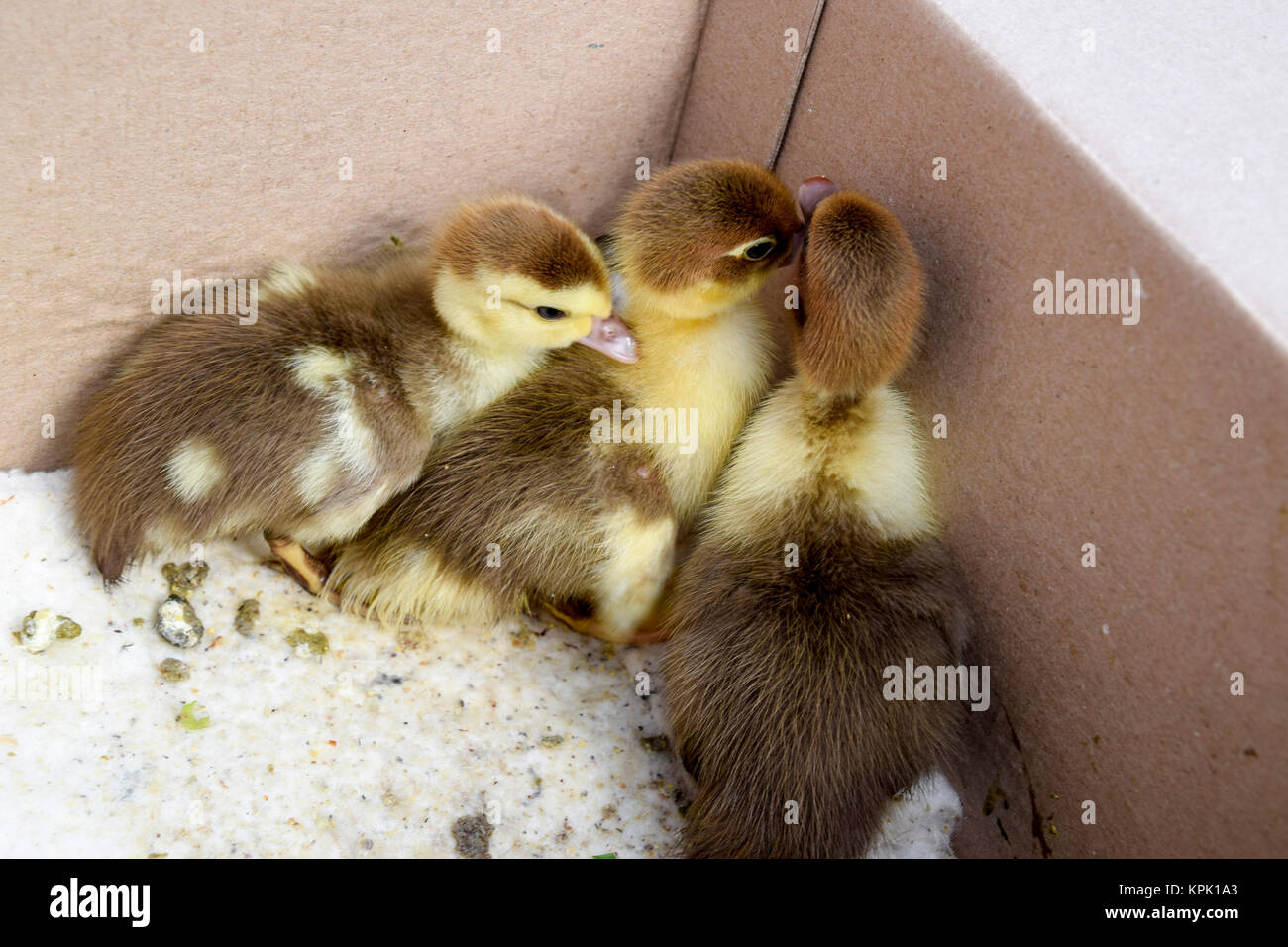 Ducklings of a musky duck. Ducklings of a musky duck in the shelter ...