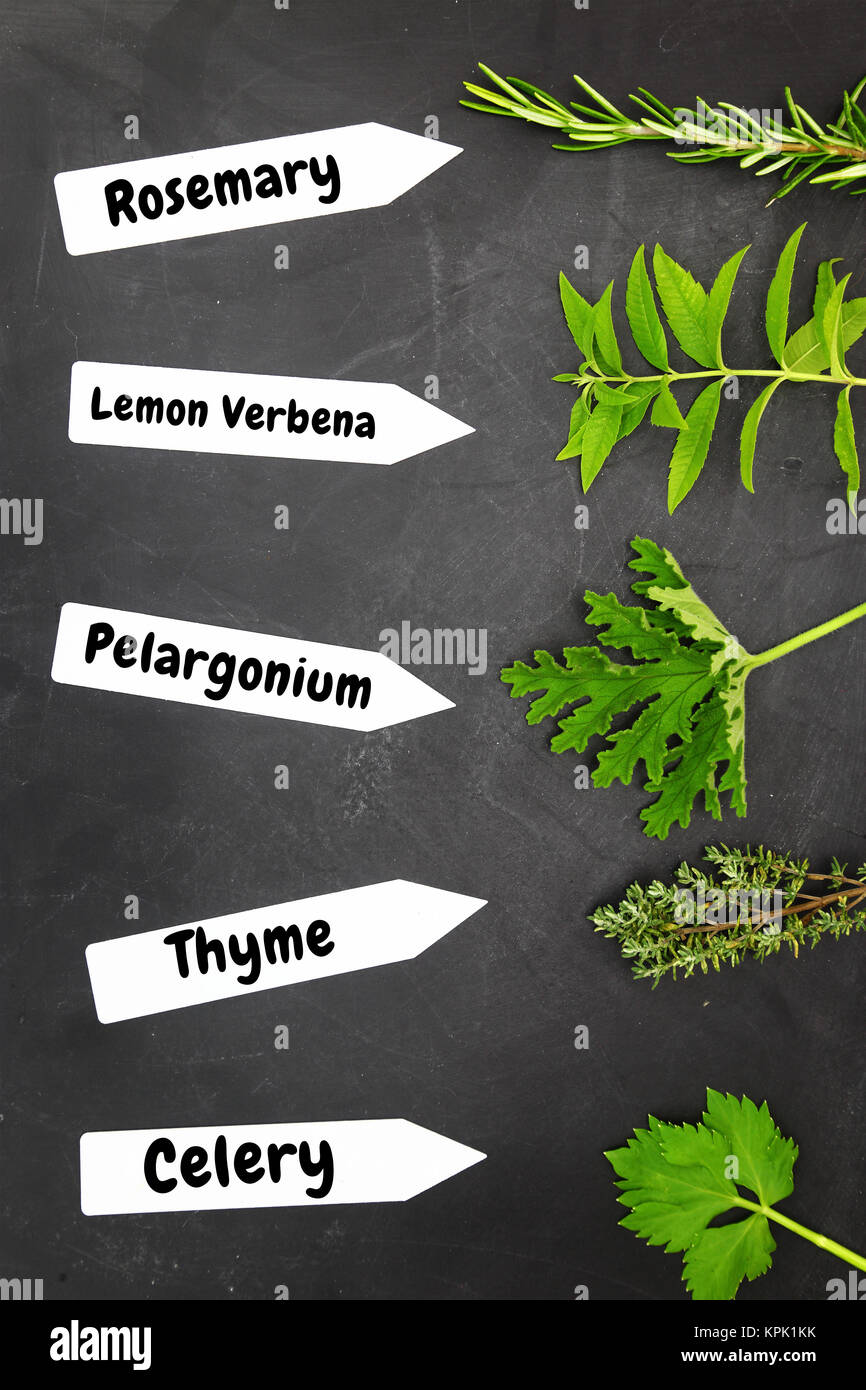 Various types of herbs with name tags on black background Stock Photo ...