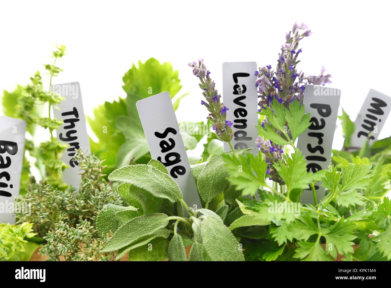 Close up of fresh herbs with name tags Stock Photo - Alamy