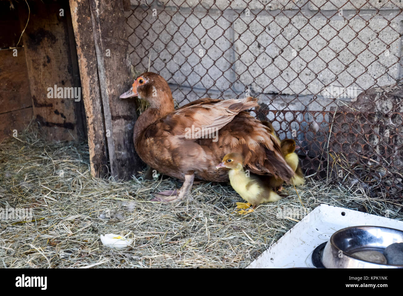 Muscovy duck mother with ducklings. The musky duck. The maintenance of ...