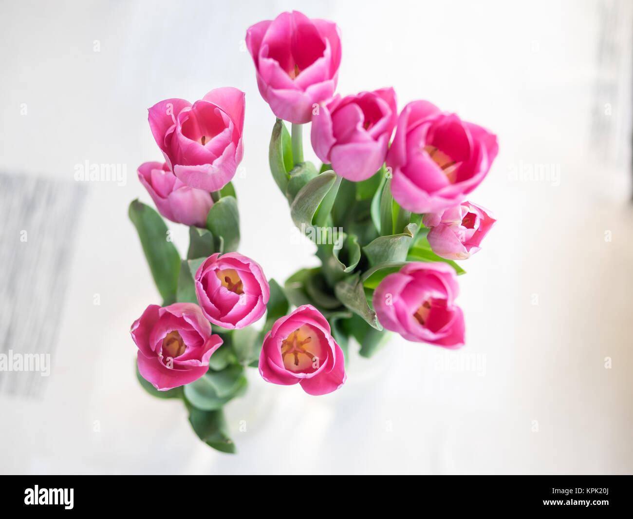 Beautiful tulips open in pink color Stock Photo - Alamy